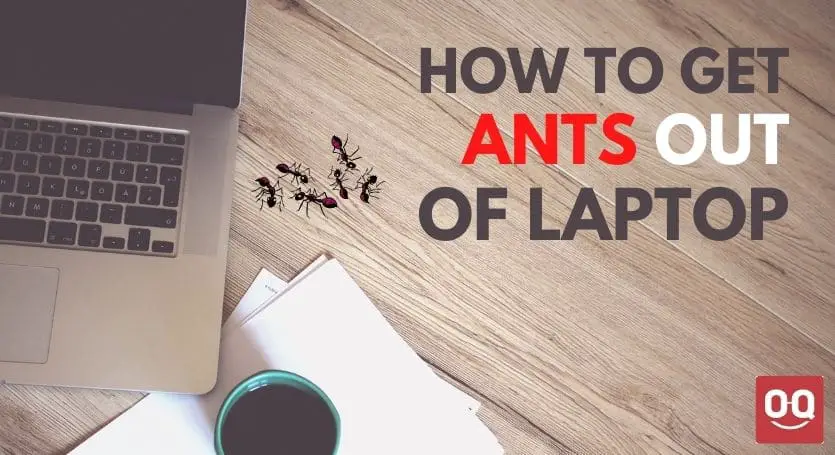 How To Get Ants Out Of Your Laptop - 4 Ways