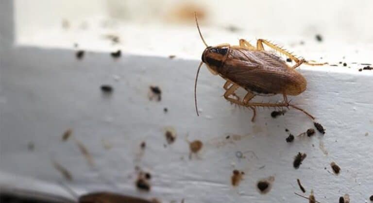 4 Easy Steps to Get Roaches Out of Laptop - TechnoQia